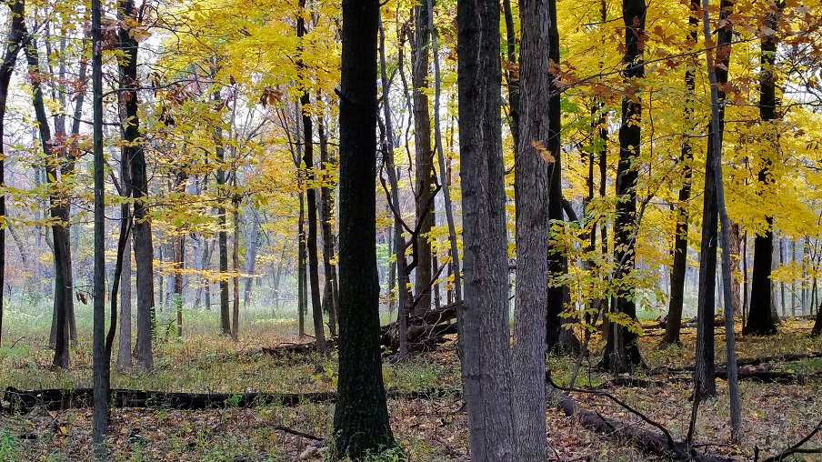 Fall – Décima – Poetry, Short Prose and Walking