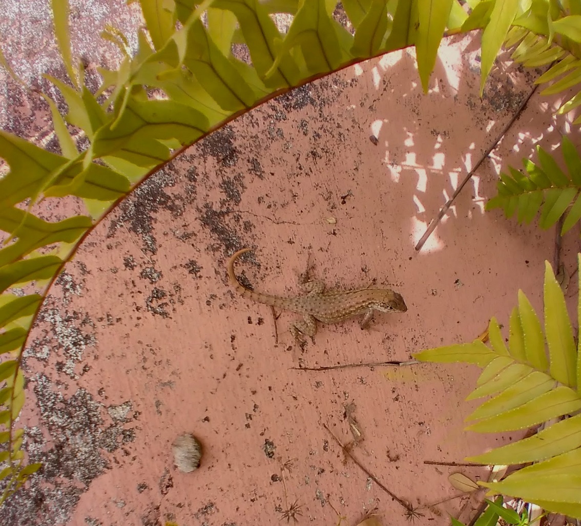 Shock – Décima – Poetry, Short Prose and Walking