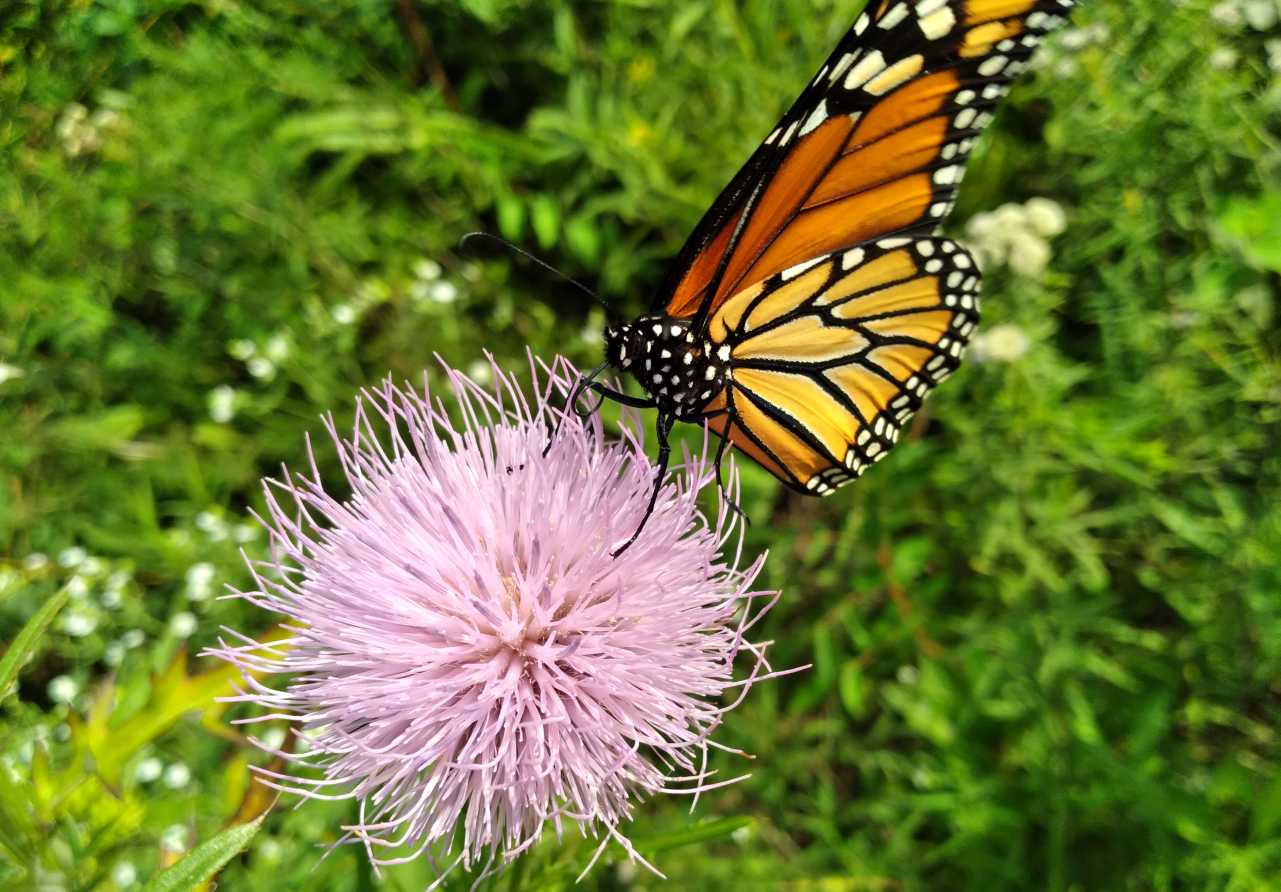 Trip – Décima – Poetry, Short Prose and Walking