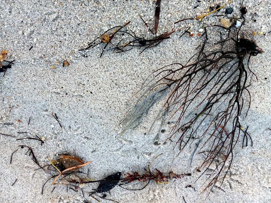 August Limericks – Poetry, Short Prose and Walking